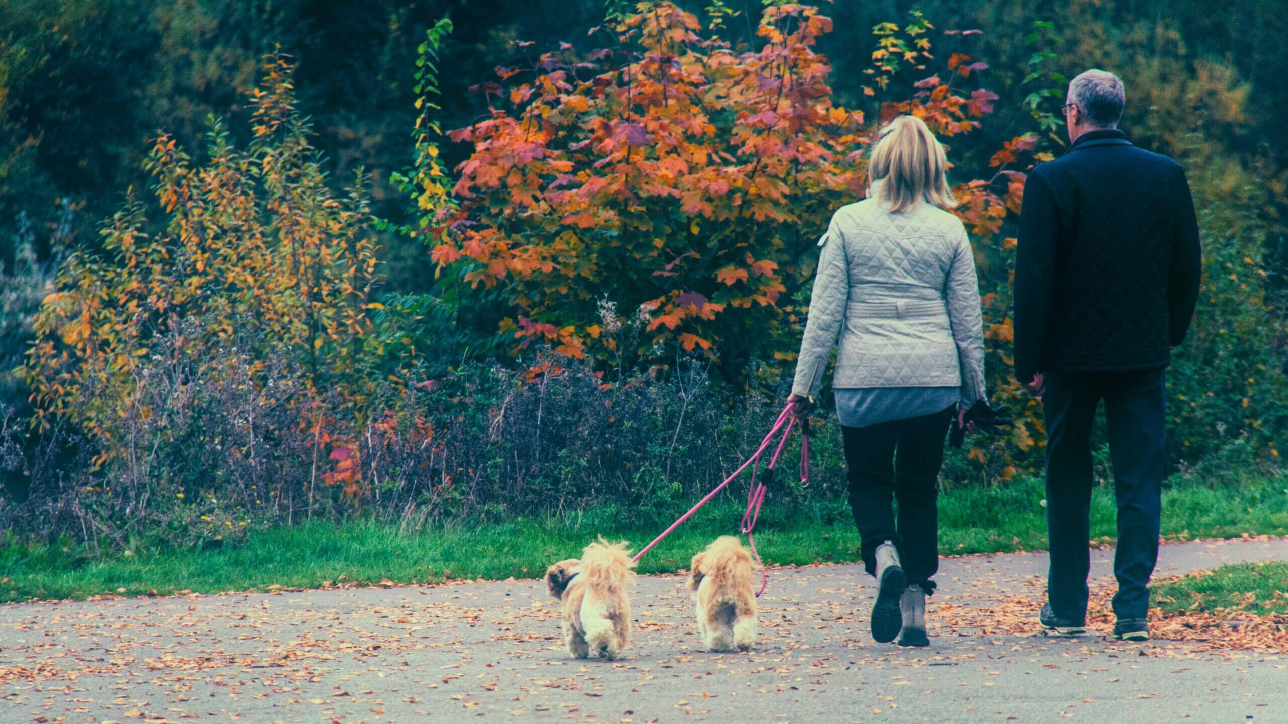 Navigating Pet Custody in New York | Gilmer Law Firm, PLLC